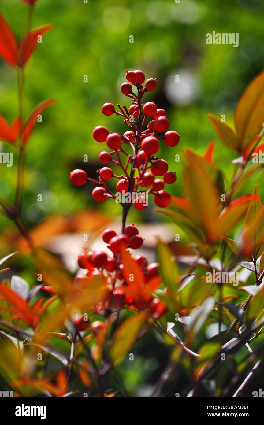 Fruits of the sacred bamboo or heavenly bamboo - Nandina domestica ...