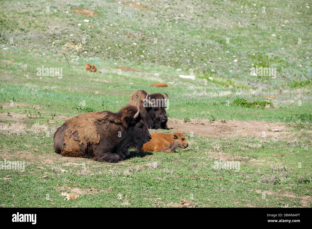 Two adult bison and a baby bison graze on open prairie in South Dakota ...