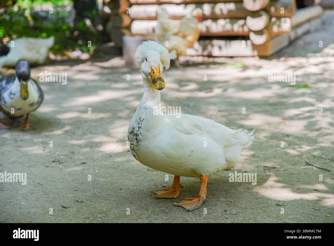 Front view of a white Pekin crested duck looking into the camera with ...
