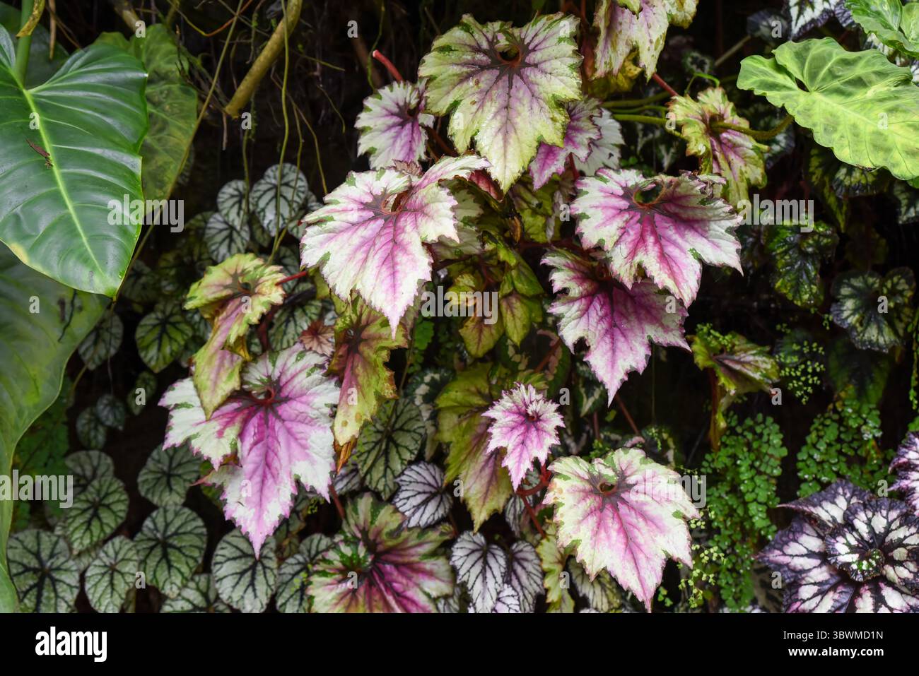 Colorful leaves of Begonia rex with vivid pink and green patterns ...