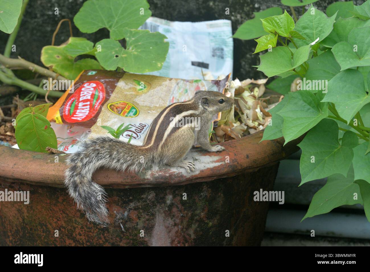 July 17, 2025, Siliguri, West Bengal, India: A Squirrel is searching for food on a plants tub in ...