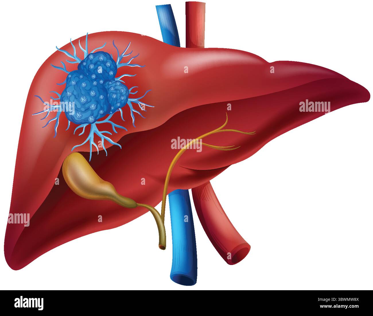Colorful vector illustration of a human liver with detailed anatomical ...