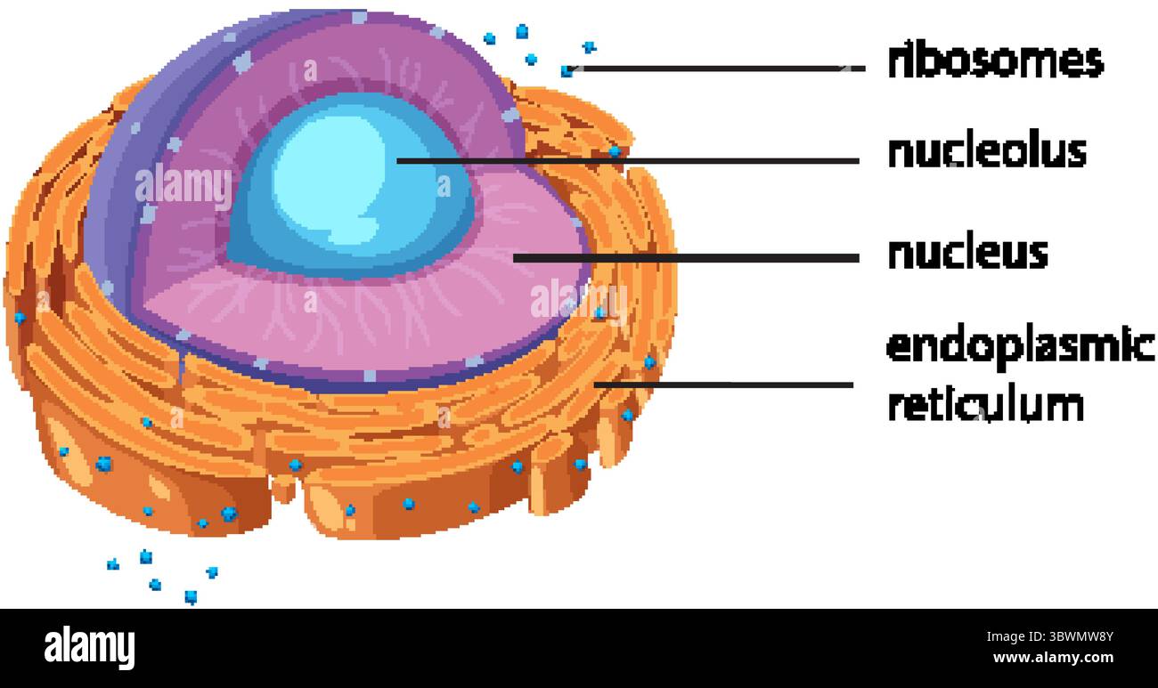 Colorful vector illustration of an animal cell highlighting nucleus ...