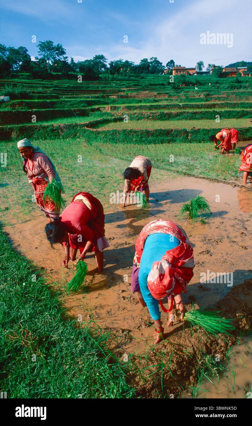 Rice Planting during Monsoon, in the Kathmandu Valley, Nepal Stock ...