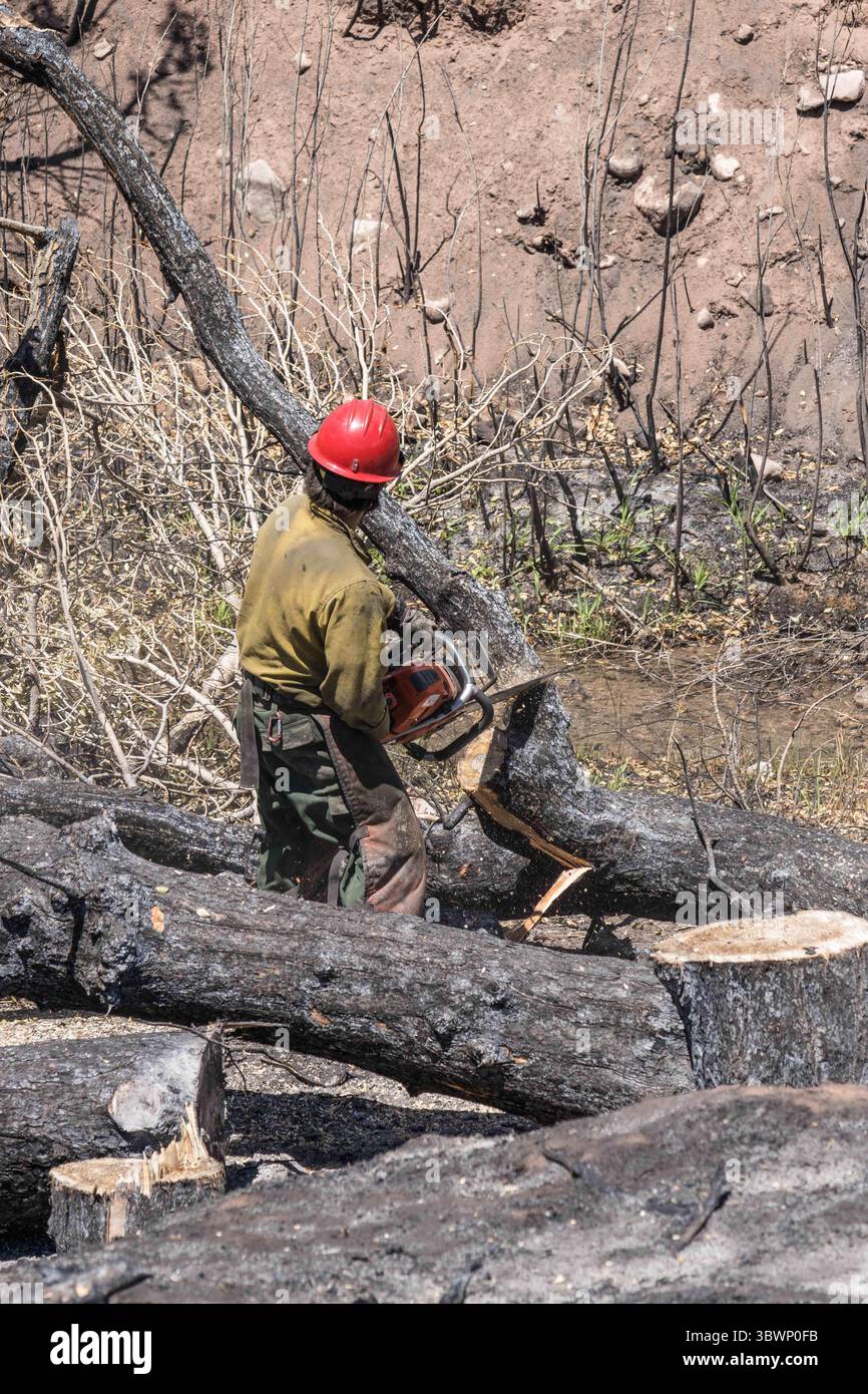 June 26, 2021, Moab, Utah, United States: A sawyer on a hotshot ...