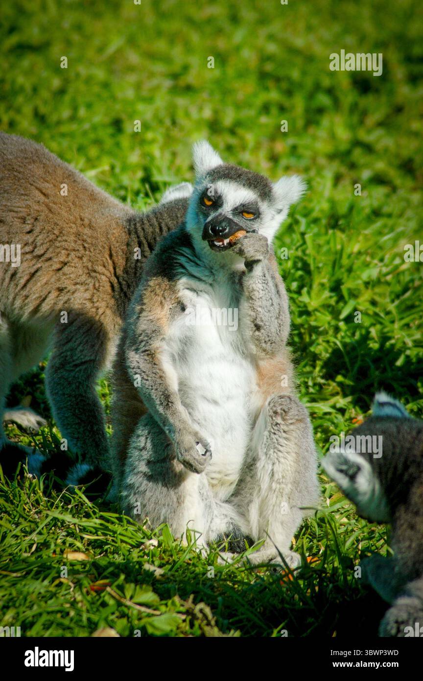 Ring tailed lemur eating in a zoological park in Greece Stock Photo - Alamy