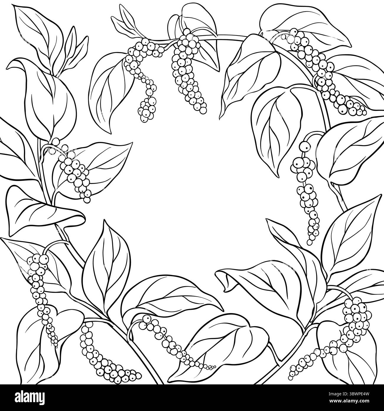 Black Pepper Branch Outline Frame Stock Vector Image & Art - Alamy