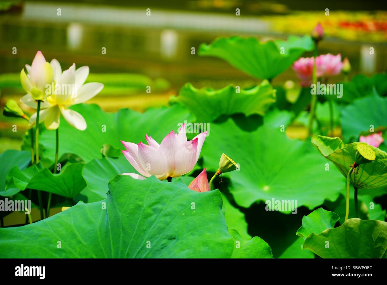 Water lilies bloom at China National Botanical Garden in Beijing, China ...