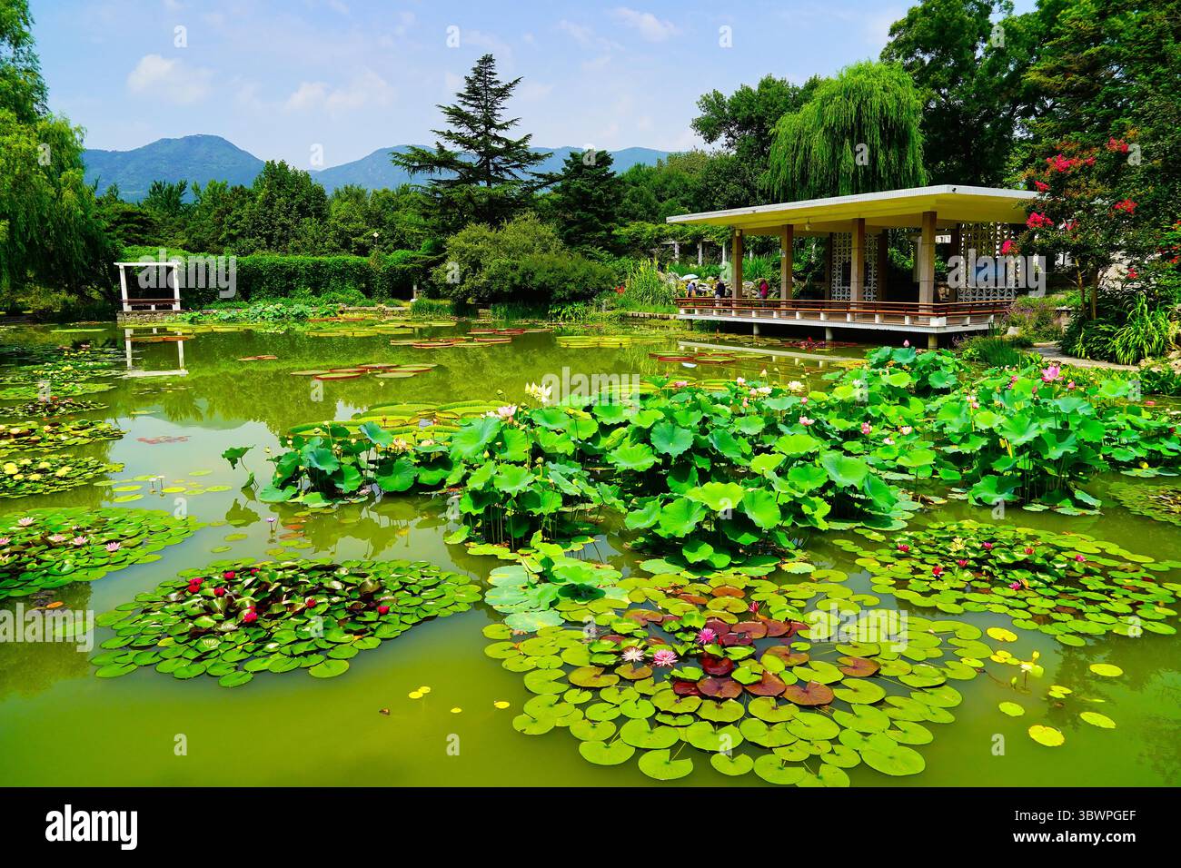 Water lilies bloom at China National Botanical Garden in Beijing, China ...