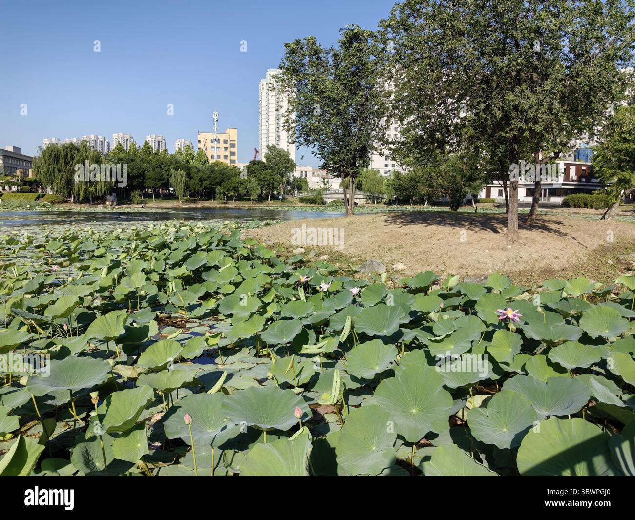 Lotus flowers bloom in Dalian City, northeast China's Liaoning Province ...