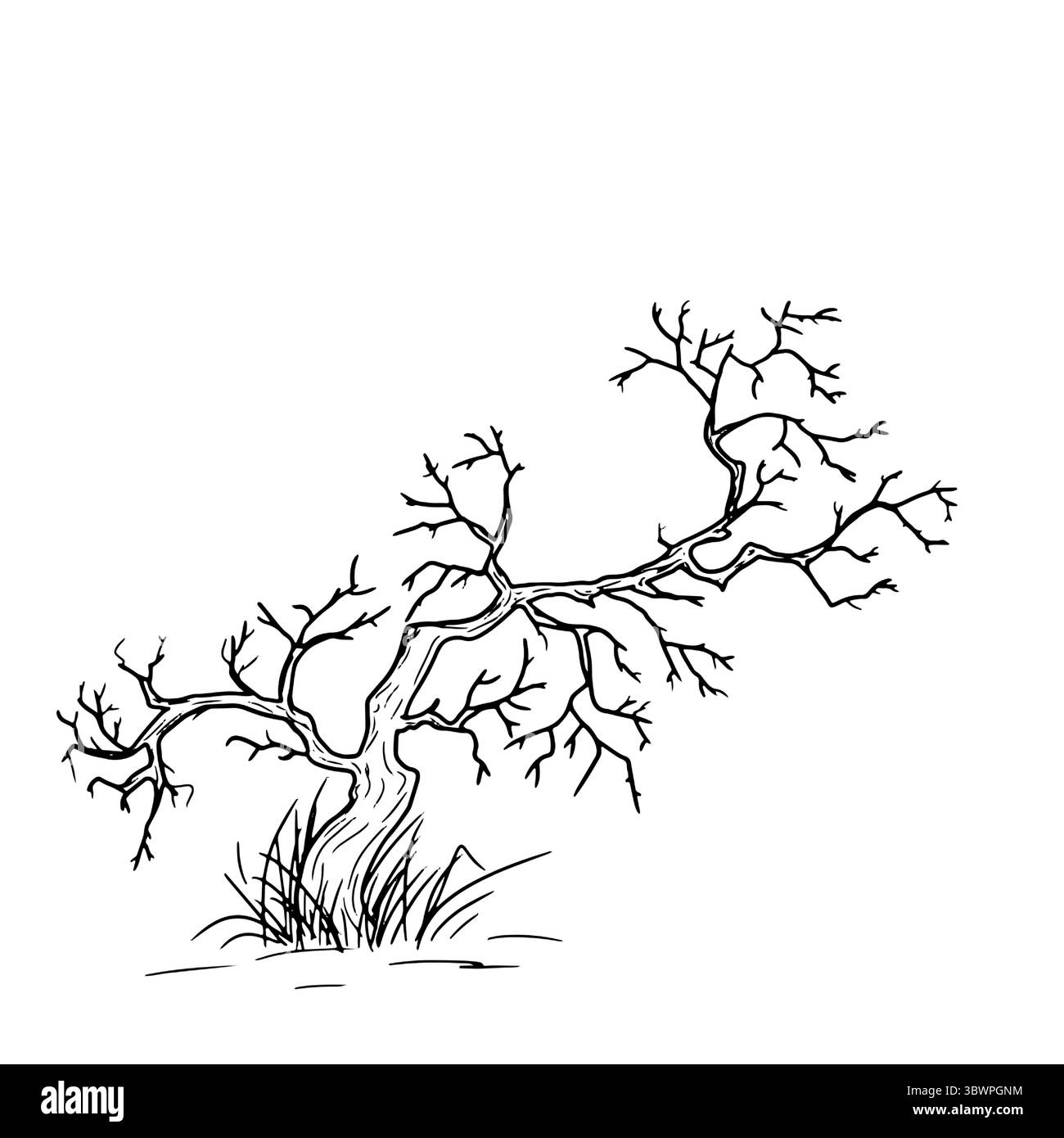 Dark silhouette huge tree Cut Out Stock Images & Pictures - Alamy