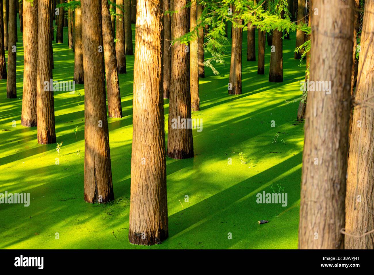 Aerial photo shows tourists visiting the water forest by boat at a ...
