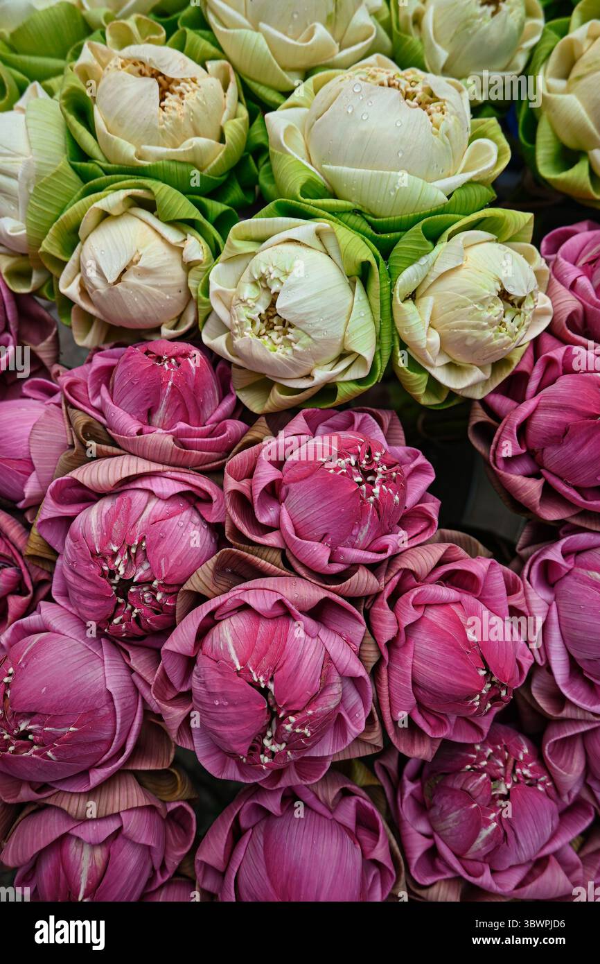 Bundles of pink and white lotus flowers with folded petals, arranged ...