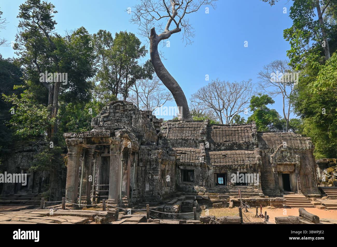 Ancient temple ruins of Ta Prohm in Cambodia, with giant tree roots ...