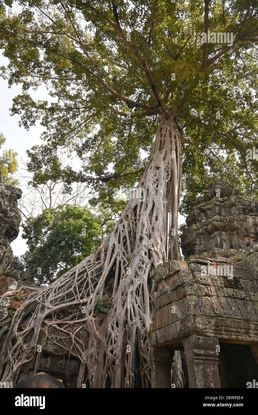 Massive tree with sprawling roots growing over ancient temple ruins in ...