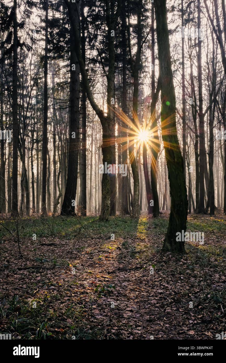 Sunlight shining through tall trees in a quiet forest. A sunburst ...