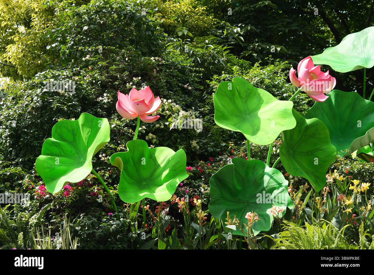 Lotus flowers bloom in Kunming City, southwest China's Yunnan Province ...