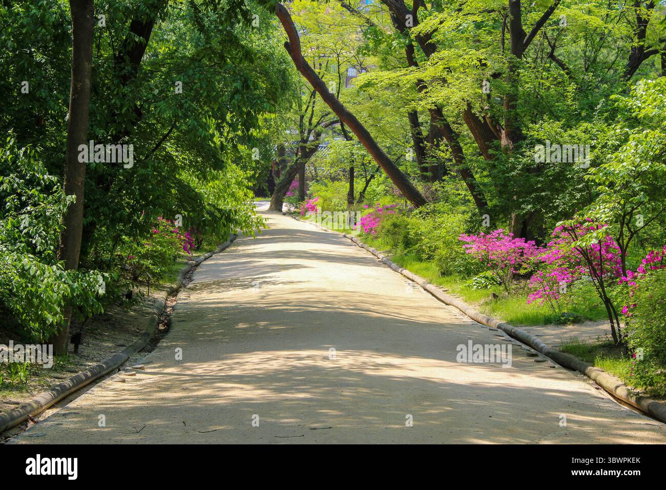 Pink azaleas blossoms forest hi-res stock photography and images - Alamy