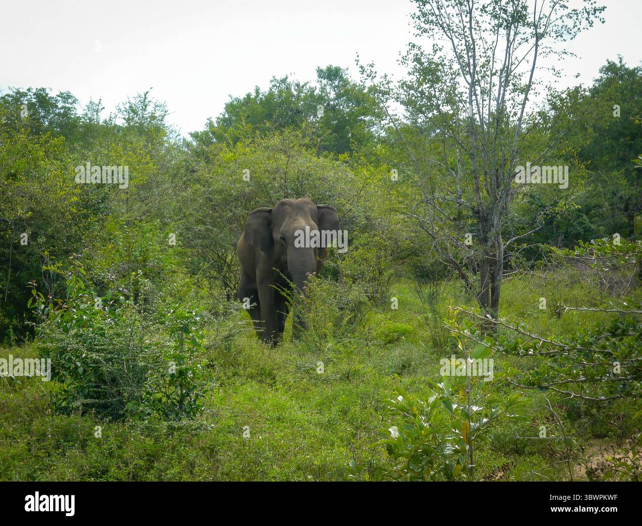 Elephant standing among trees in hi-res stock photography and images ...