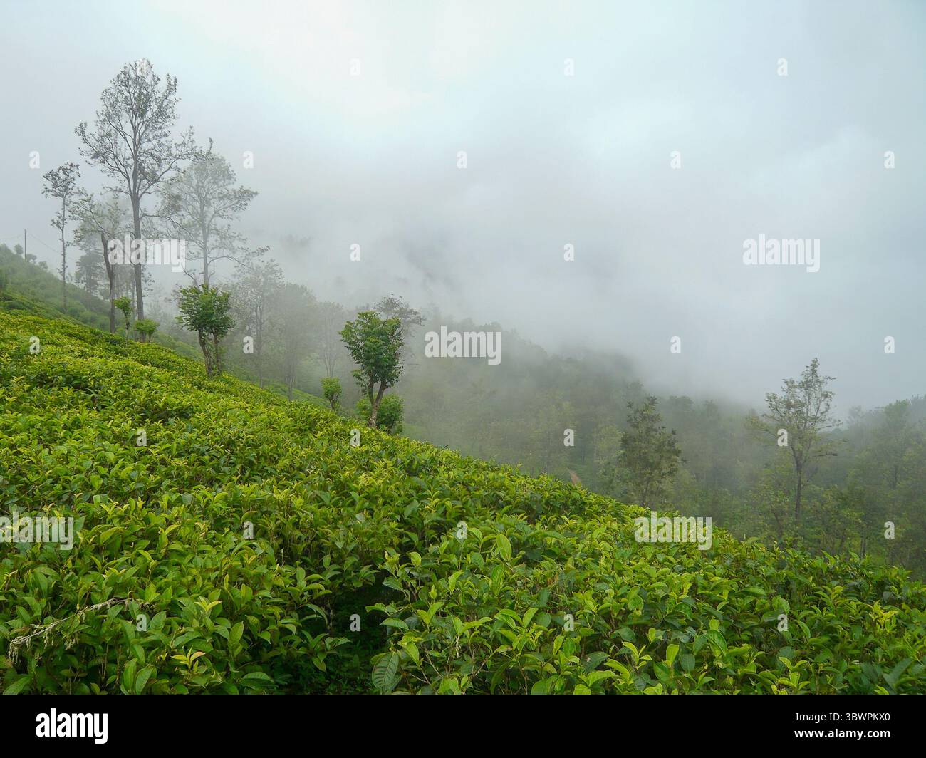 Green slopes in misty hi-res stock photography and images - Alamy