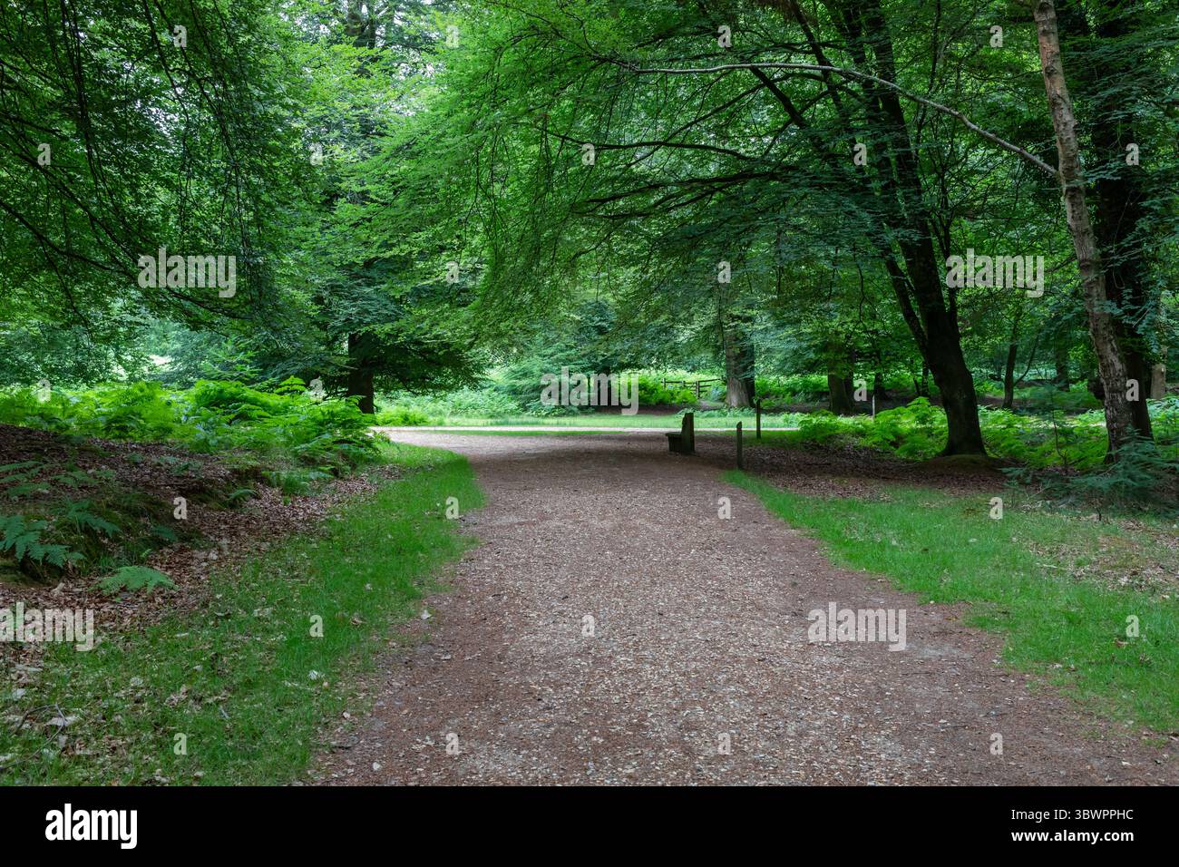 Bolderwood Radnor trail in the New Forest, Hampshire, England UK Stock ...