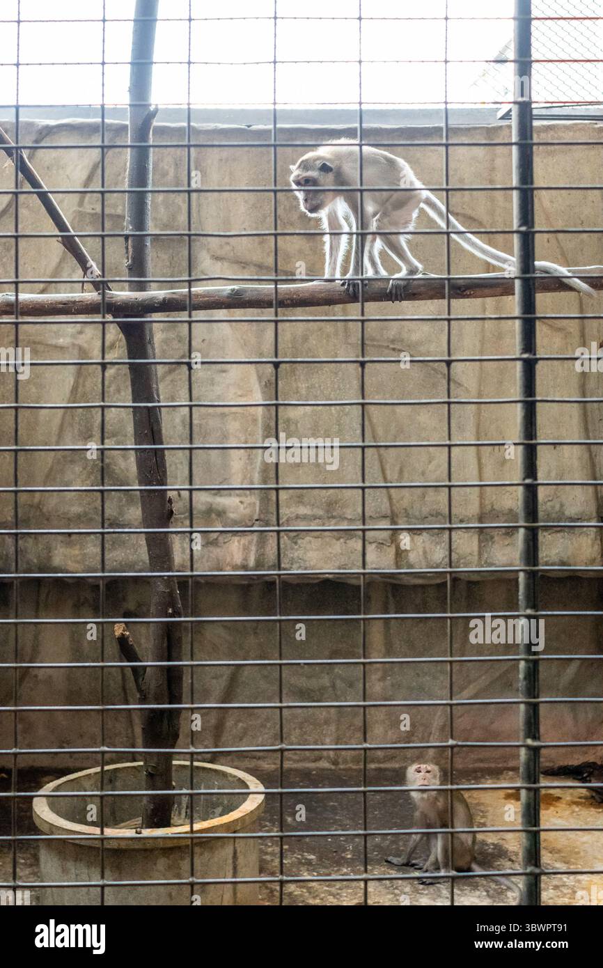 A view inside a cage with monkeys and a dead tree branch in a pot at ...