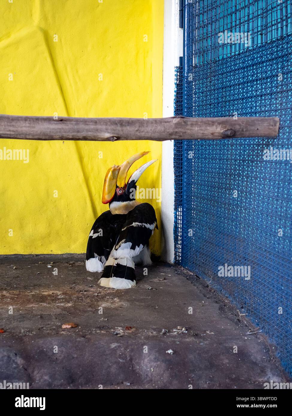 A view of a hornbill in the corner of its cage at Pata Zoo in the Pata ...