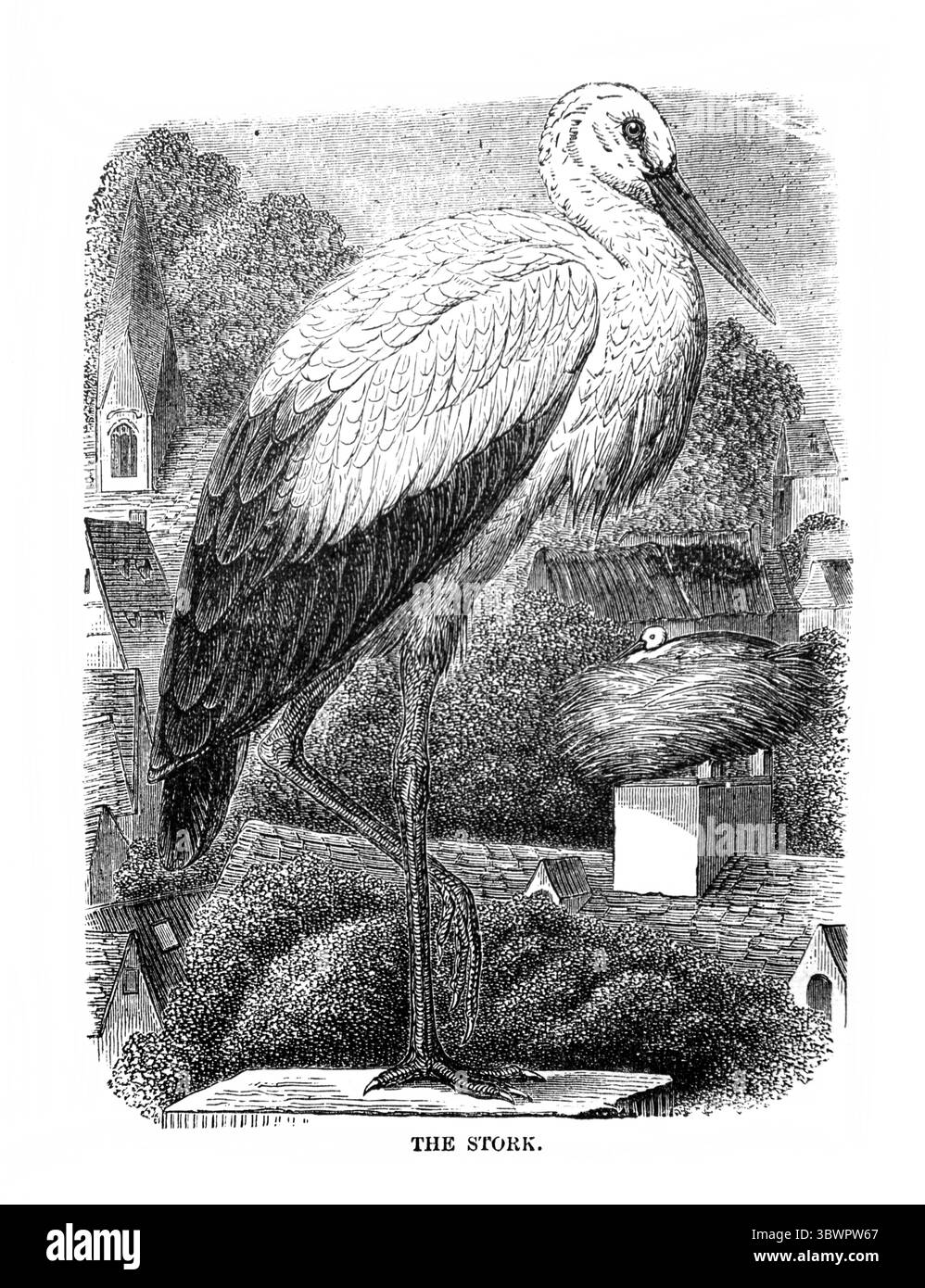 Illustration of The Stork (Deuteronomy) - The Stork is listed as an ...