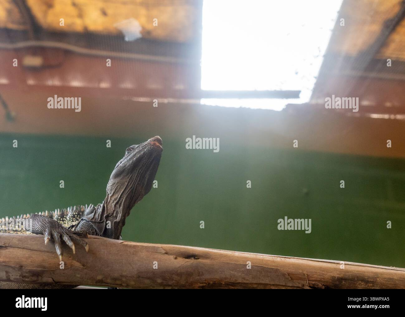 July 13, 2025, Bangkok, Thailand: A view of a reptile in its cage at ...