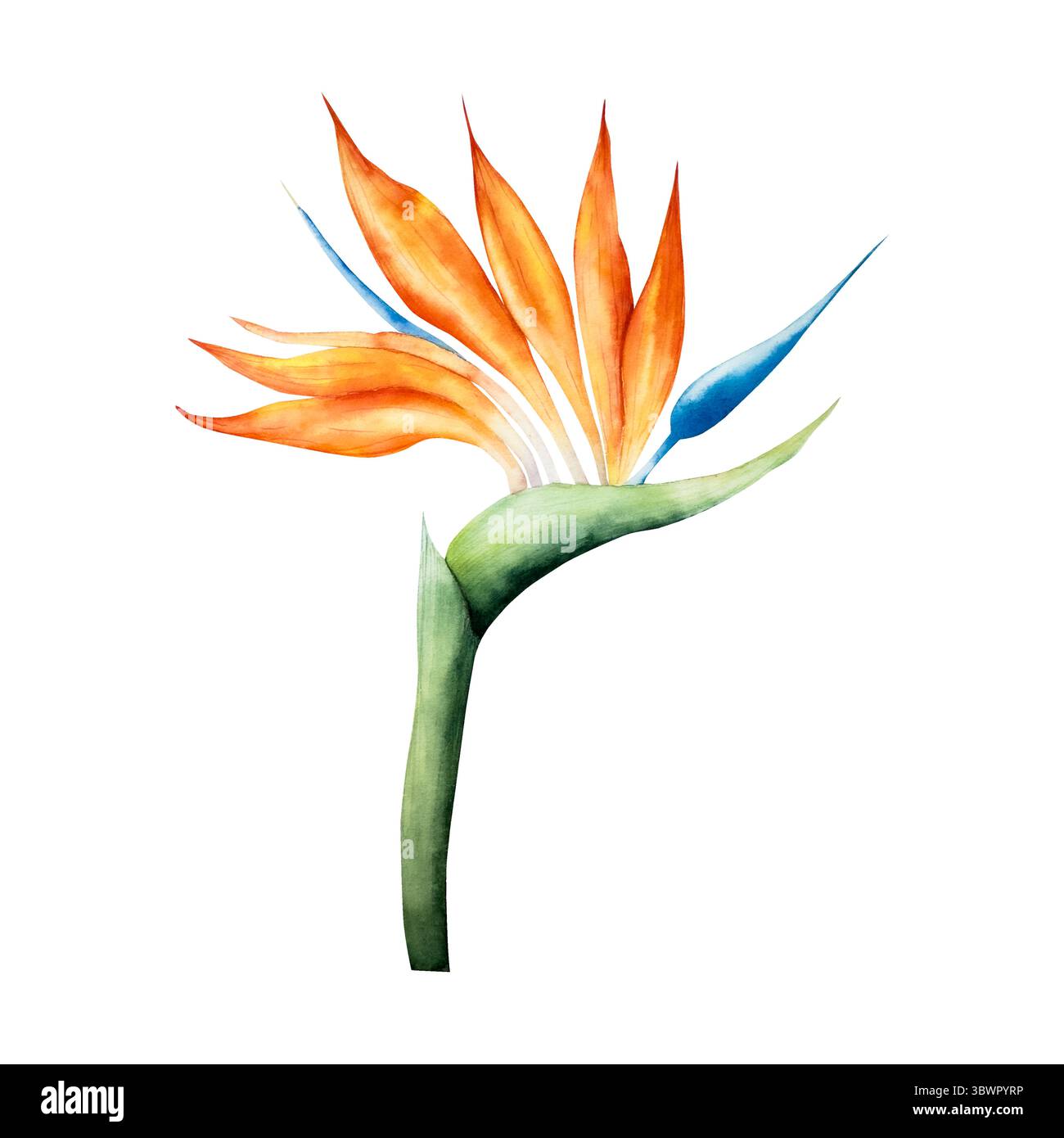 Realistic Strelitzia flower. Watercolor hand drawn tropical bird of ...