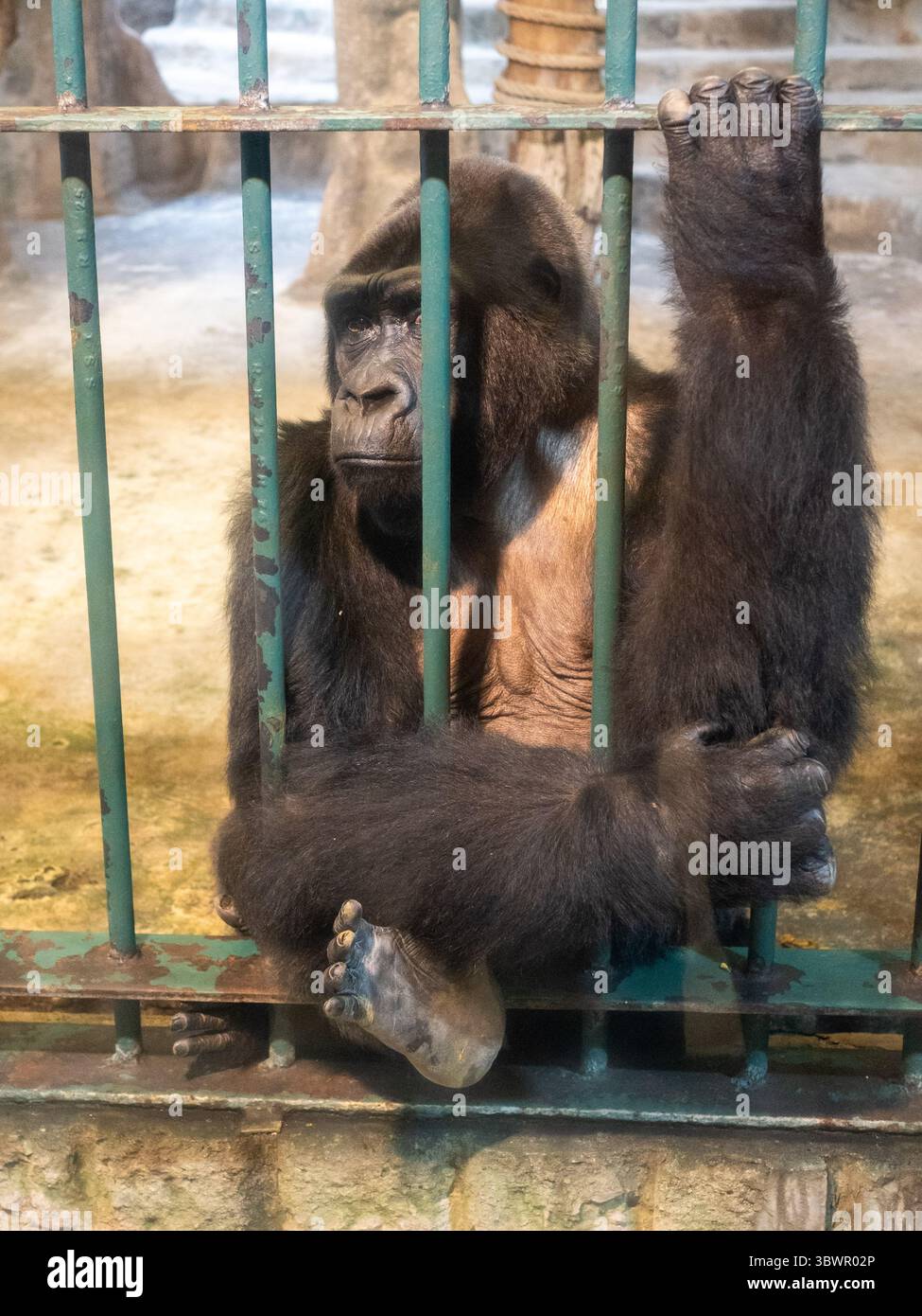 A close-up of the female gorilla Bua Noi at Pata Zoo in the Pata ...