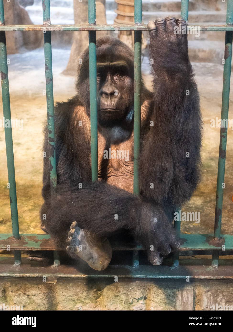 A close-up of the female gorilla Bua Noi at Pata Zoo in the Pata ...