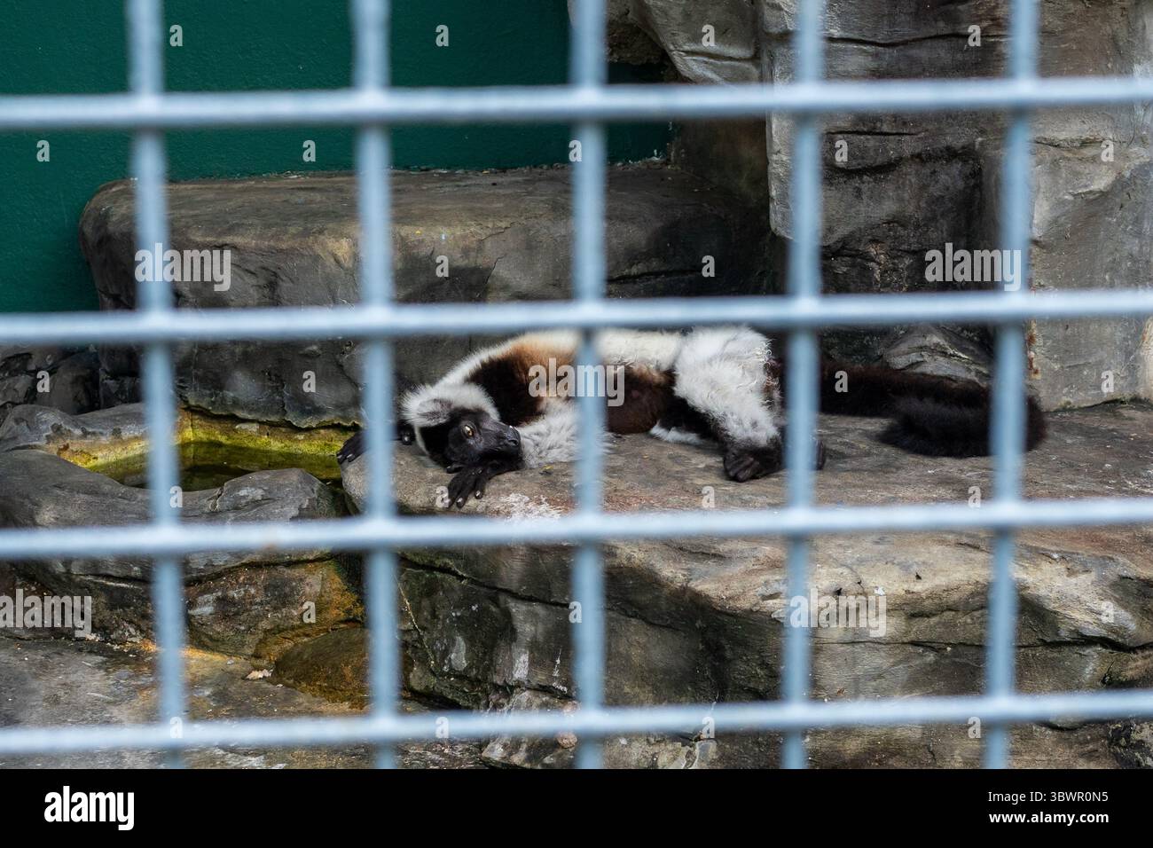 A lemur seen through the bars of its cage lying stretched out at Pata ...