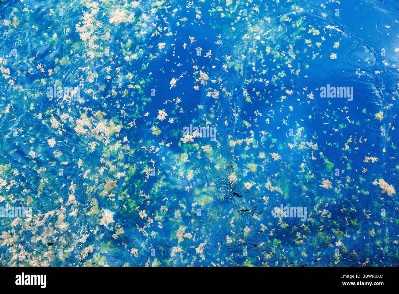 Floating algae on the surface of the sea Stock Photo - Alamy