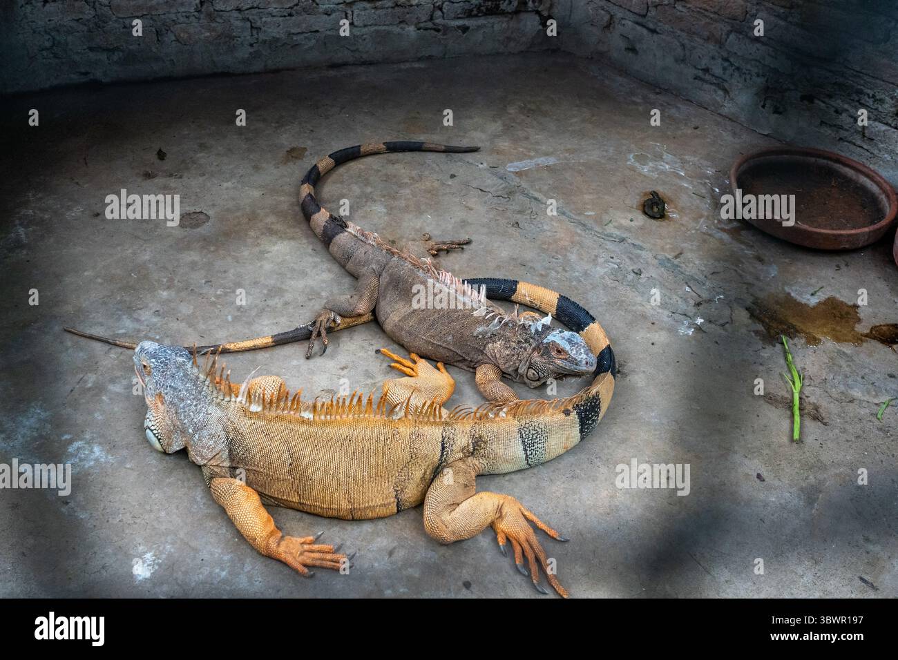 An iguanas seen in their cage at Pata Zoo in the Pata Pinklao ...