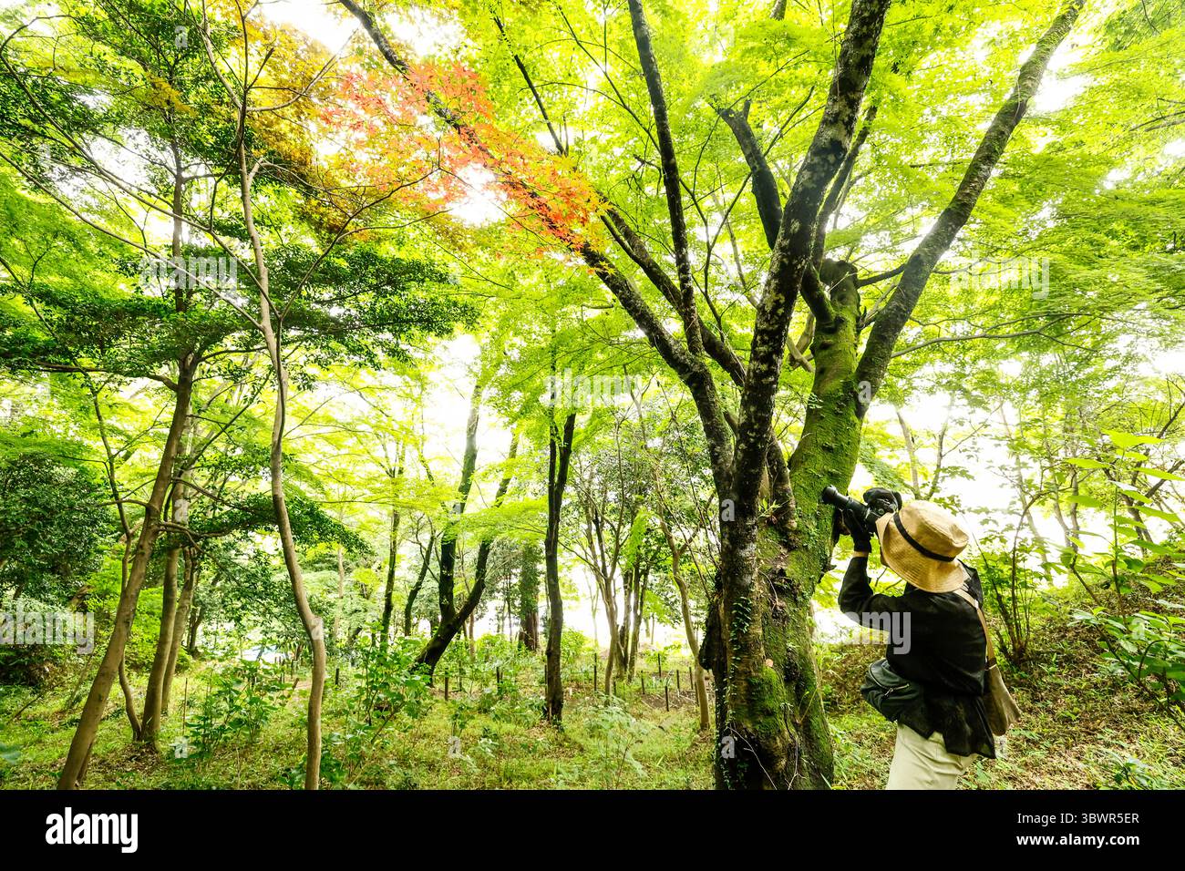 TAKAHATA FUDOSON TEMPLE HINO JAPAN Stock Photo - Alamy