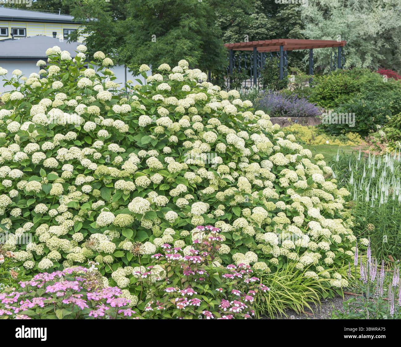 Wild hydrangea (Hydrangea arborescens 'Grandiflora', Hydrangea ...