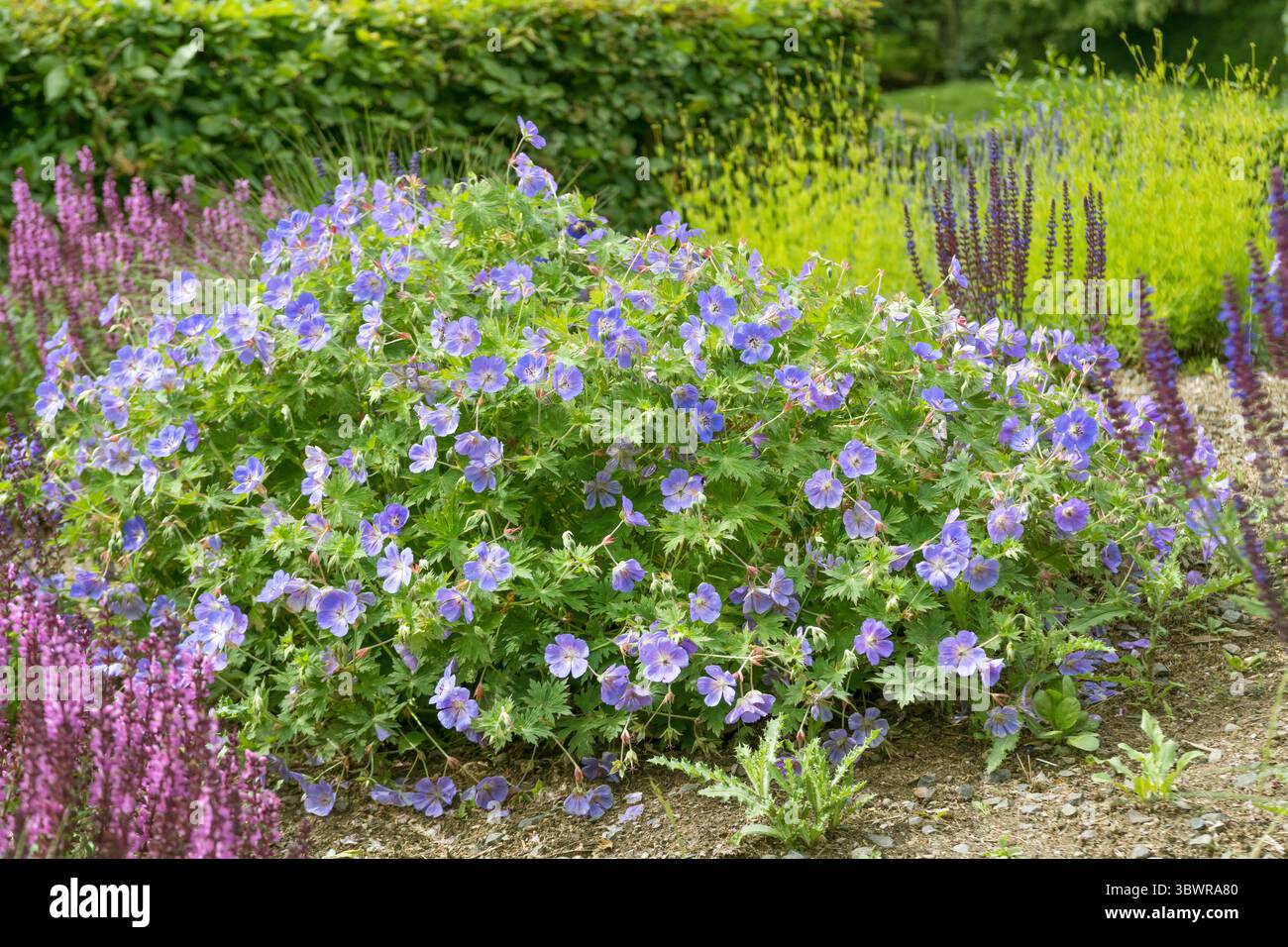Geranium (Geranium 'Rozanne', Geranium Rozanne), habit of cultivar ...