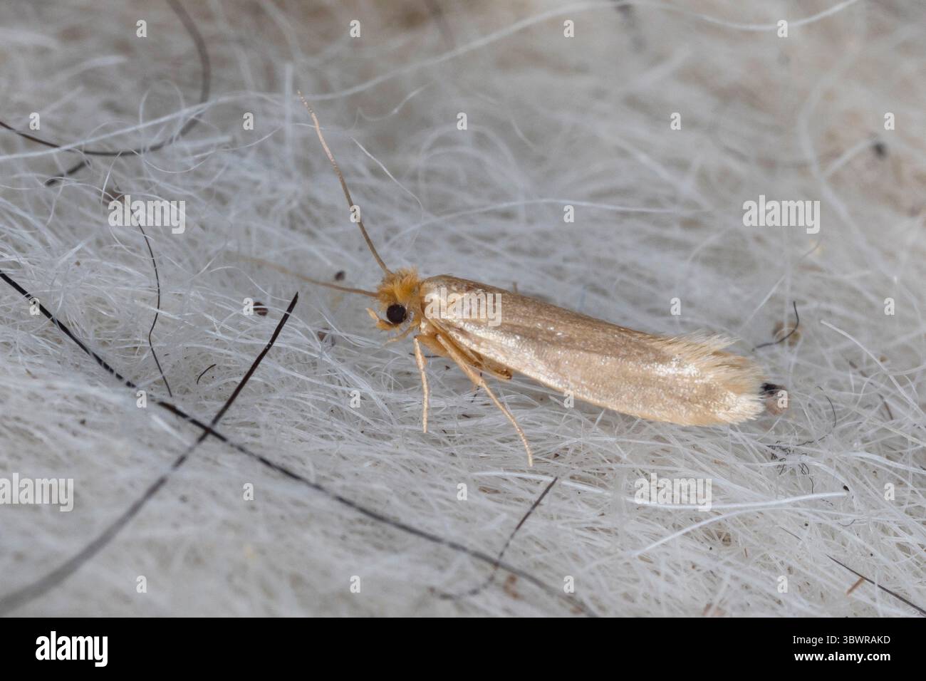 common clothes moth, destroyer clothes moth (Tineola bisselliella ...