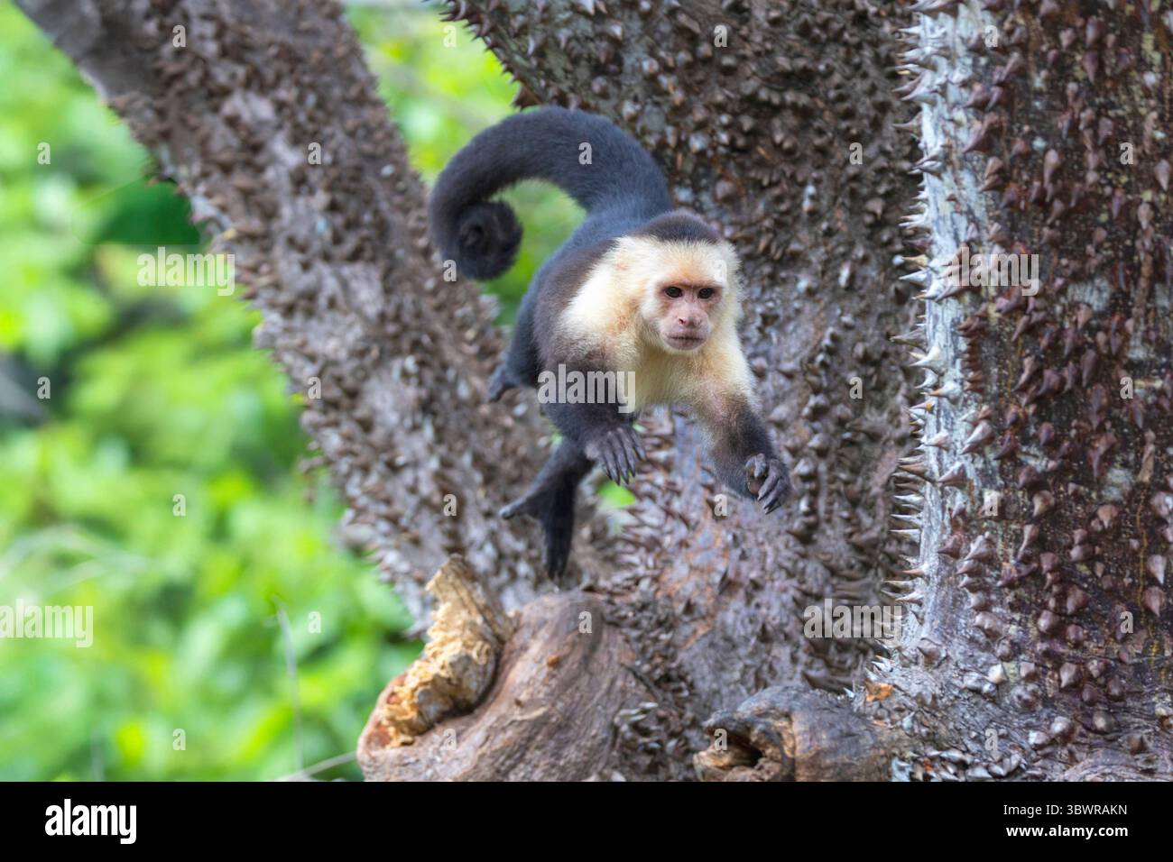 white-headed capuchin, Central American white-faced capuchin ...