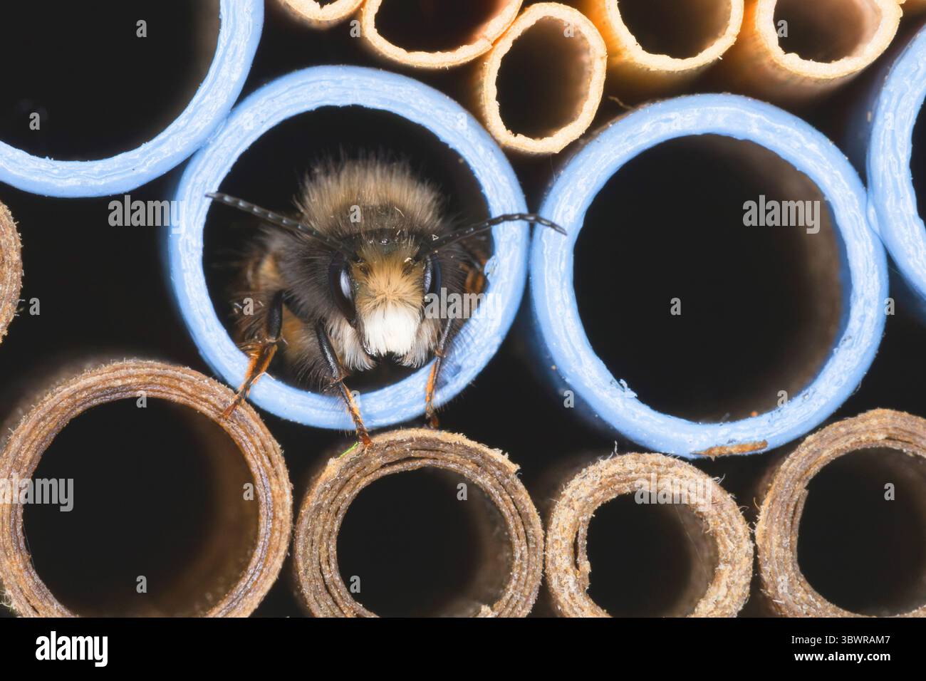 European Orchard Bee, hornfaced bee (Osmia cornuta), male peeking out ...