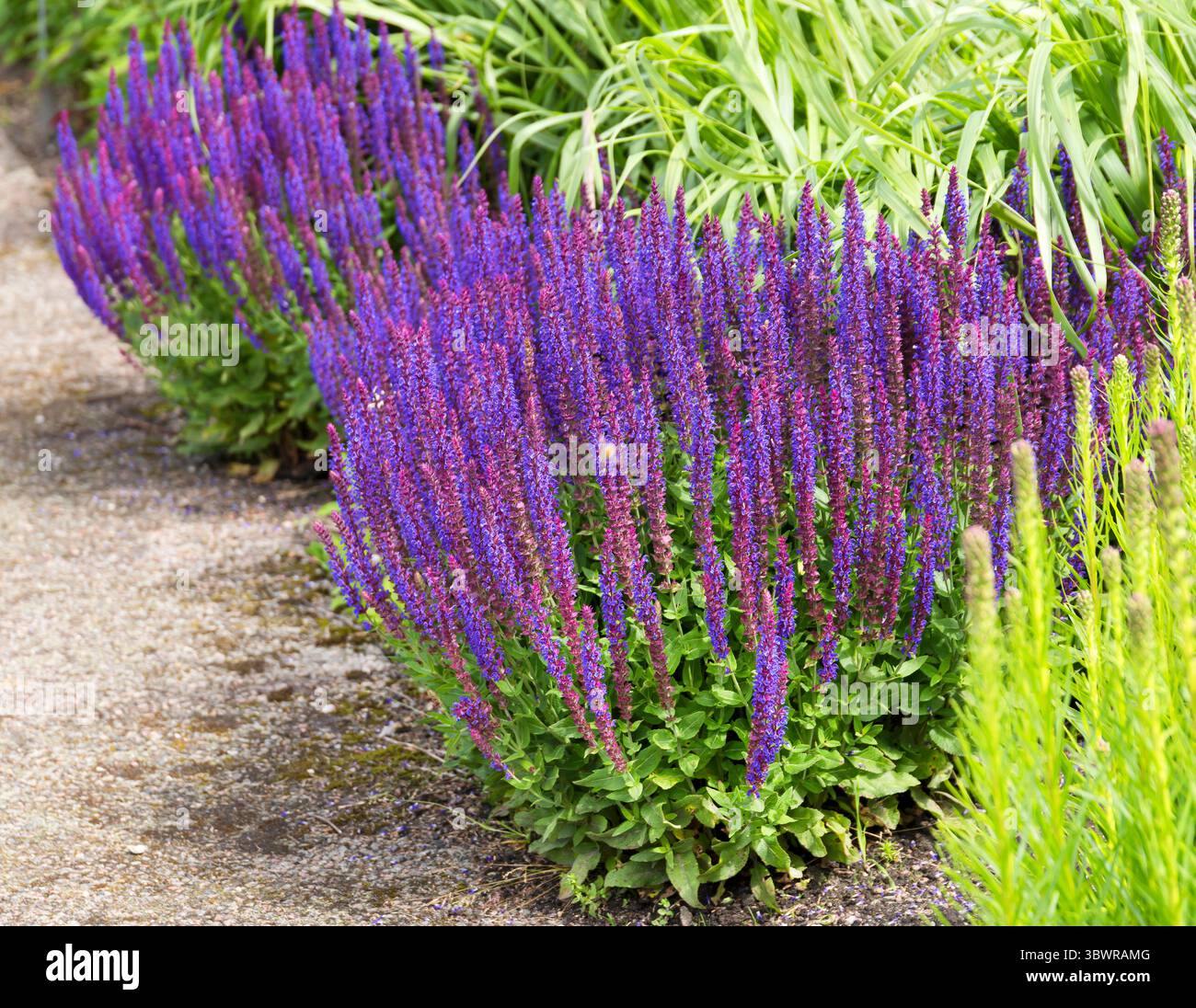 Woodland sage, Balkan clary, Wood sage (Salvia nemorosa 'Ostfriesland ...