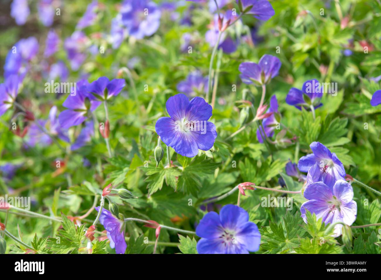 Geranium (Geranium 'Rozanne', Geranium Rozanne), flowers of cultivar ...
