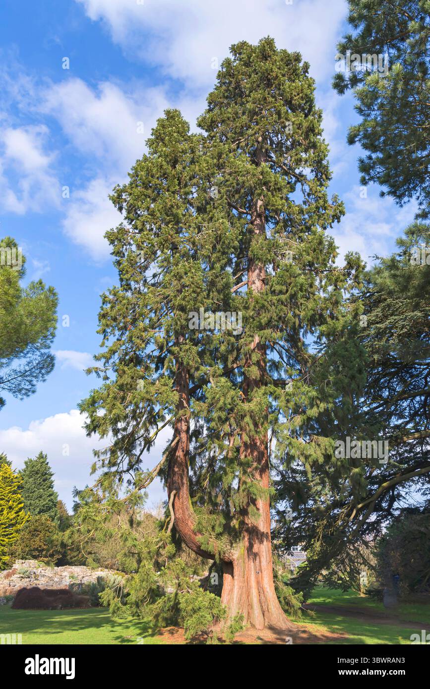 Sequoiadendron giganteum syn sequoia gigantea hi-res stock photography ...