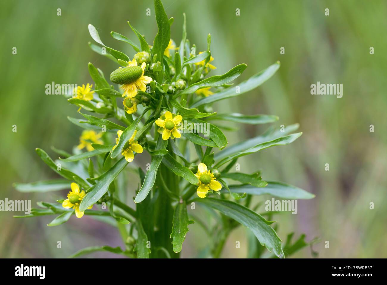 Blister buttercups hi-res stock photography and images - Alamy