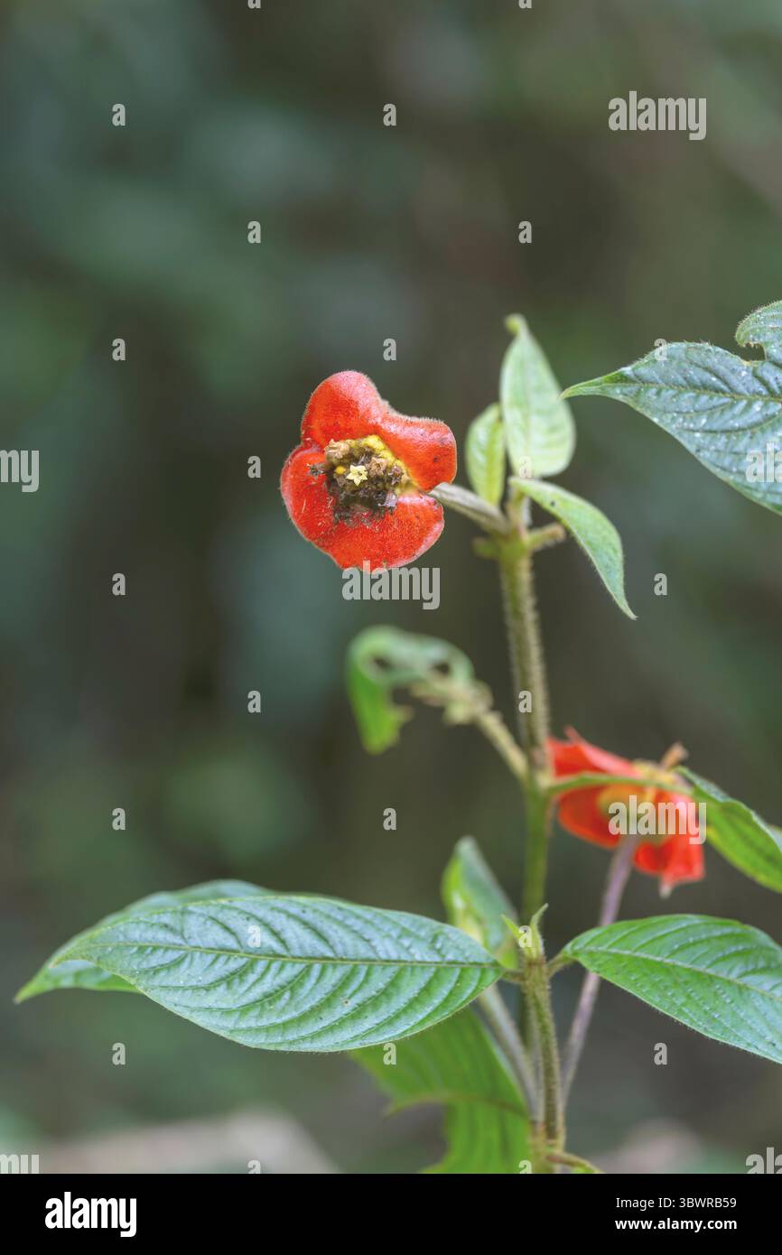 Hot Lips, Sore-mouth bush (Palicourea tomentosa, Psychotria poeppigiana ...