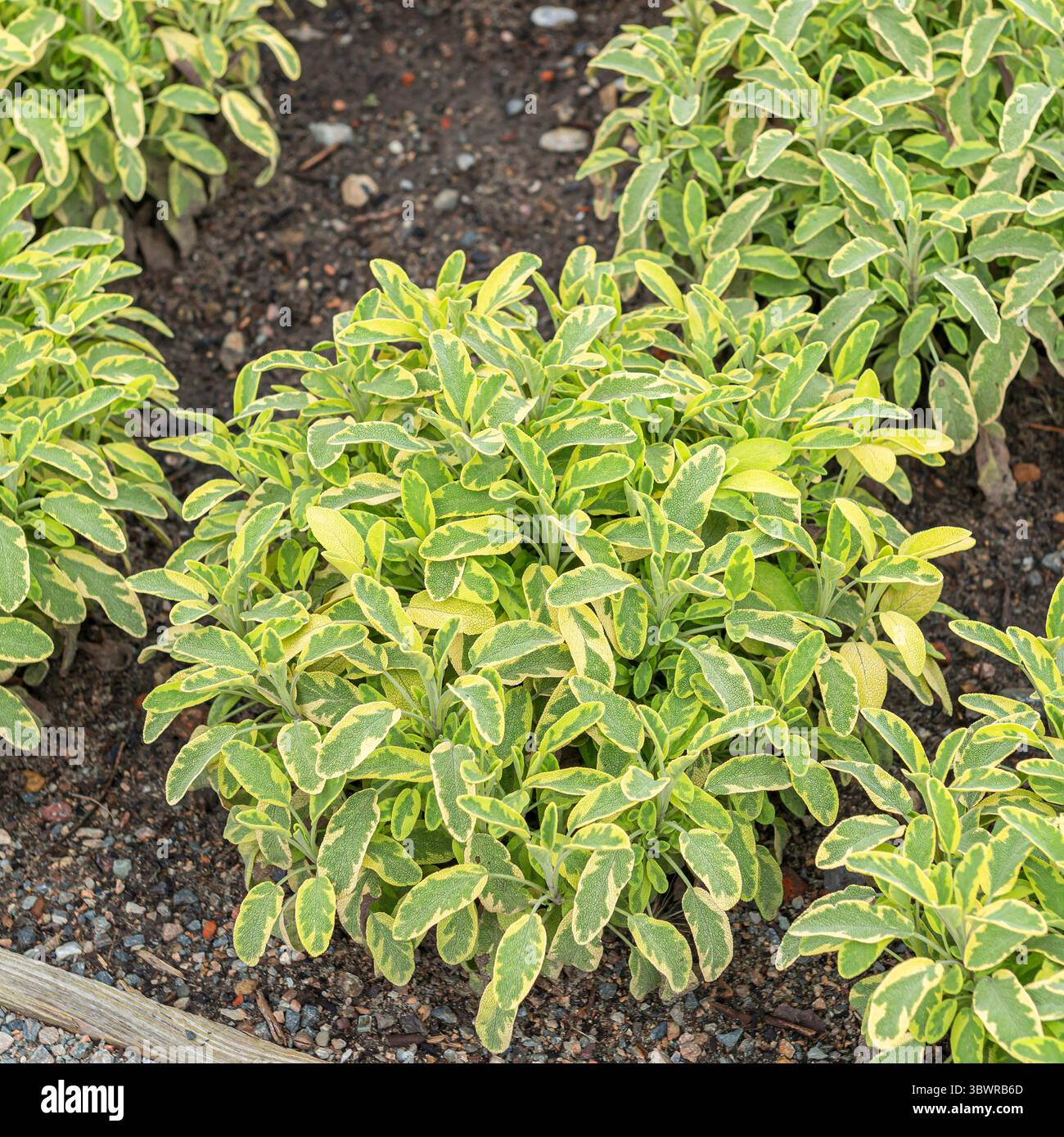 common sage, kitchen sage (Salvia officinalis 'Purpurascens', Salvia ...