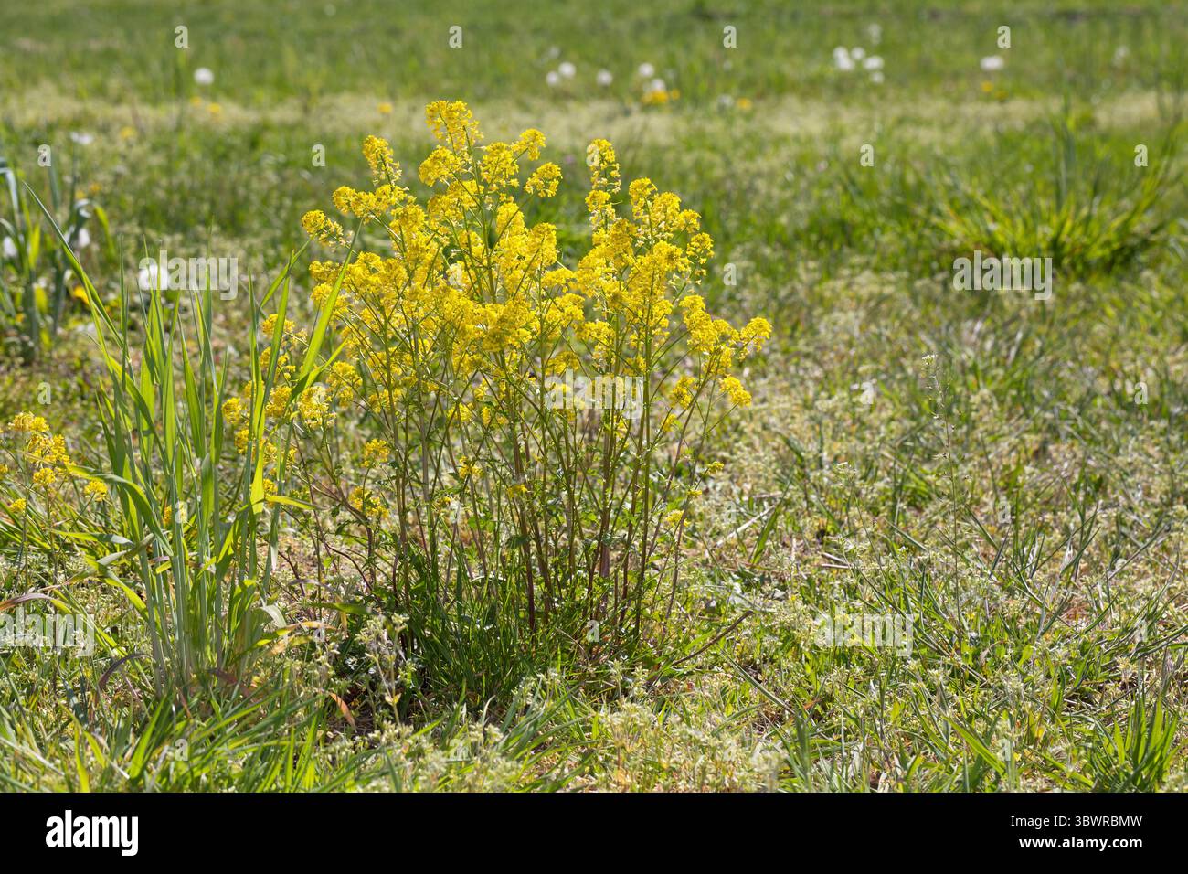 Winter-cress, Common wintercress, Garden yellow rocket (Barbarea ...