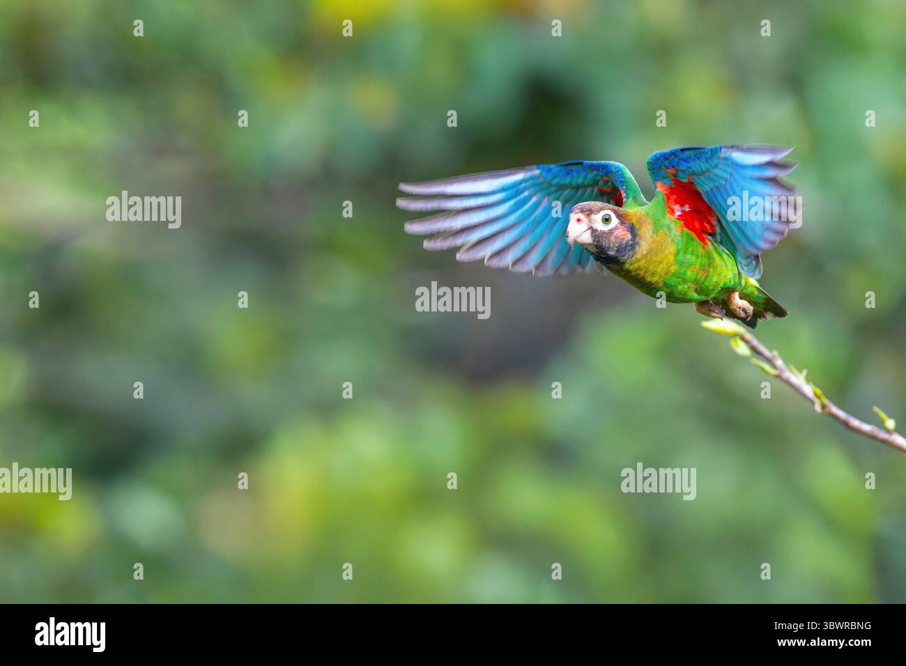 Brown hooded parrot, Brown-hooded parrot, Red-eared parrot (Pinopsitta ...