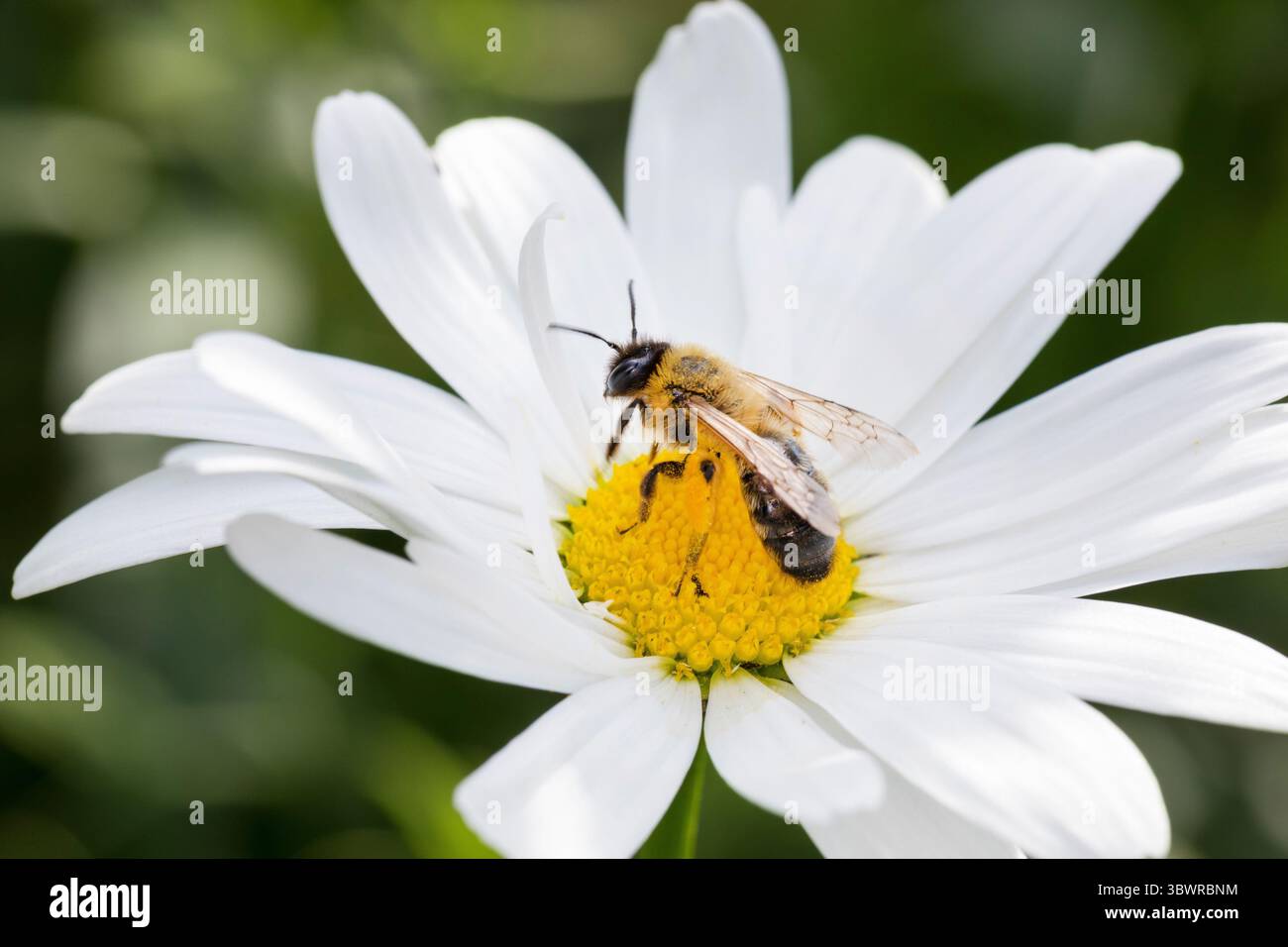 Grey-Patched Mining-Bee (Andrena nitida, Andrena pubescens), Female on ...